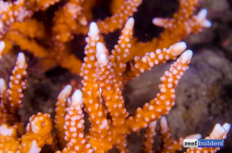 Unseen Coral: Anacropora reticulata Is One Of The Most Interesting An ...