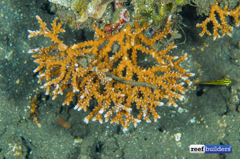 Unseen Coral: Anacropora reticulata Is One Of The Most Interesting An ...