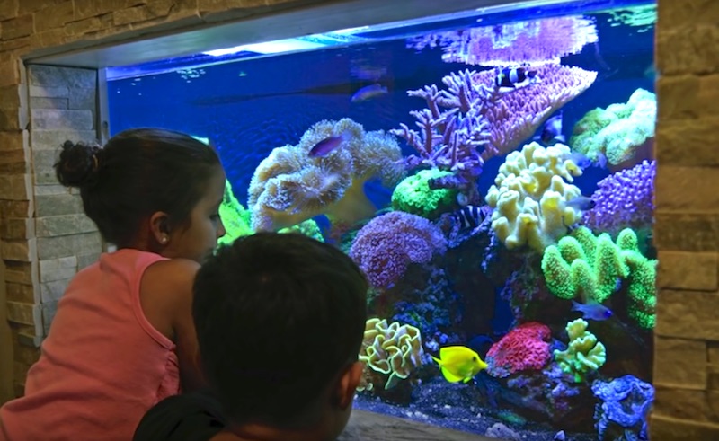 Hawaii Aquarium Fish Film Is The Most Important Aquarium Video You’ll ...