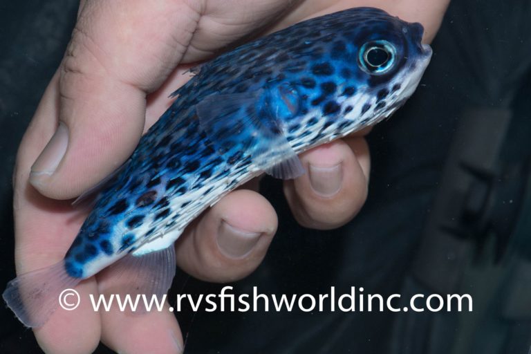 The Blue Pufferfish Is Even More Colorful When Small | Reef Builders ...