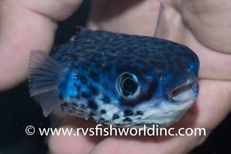 The Blue Pufferfish Is Even More Colorful When Small | Reef Builders ...