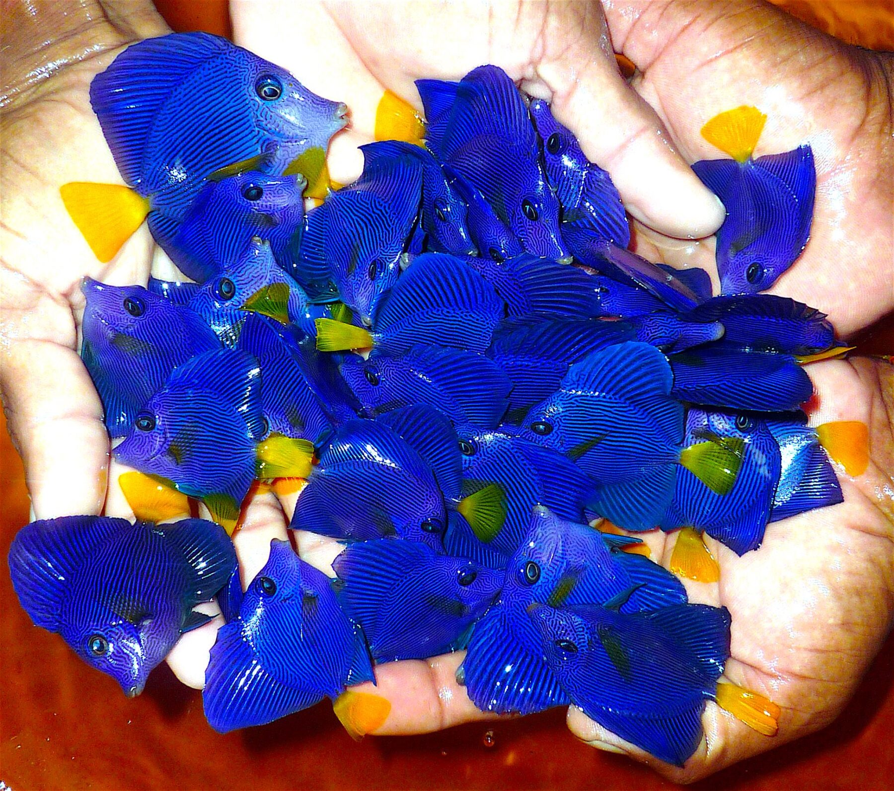 ‘Tank Raised’ Purple Tangs Coming Soon From Sri Lanka | Reef Builders ...