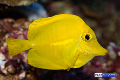 Captive Bred Yellow Tangs are Now a Much More Reasonable Price | Reef ...