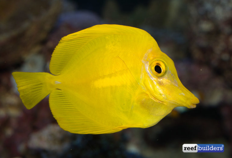 Captive Bred Yellow Tang Review | Reef Builders | The Reef and ...