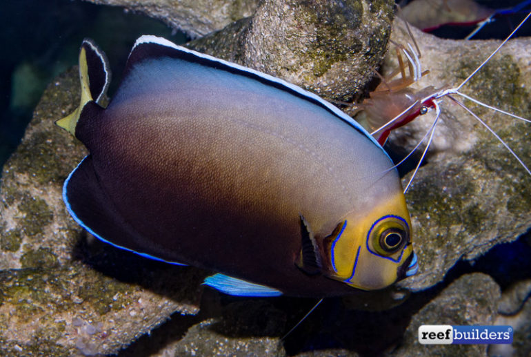 Poma Labs WYSIWYG Stubby Conspic Pair Promises to Divide Opinion | Reef ...