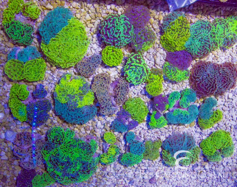 Fimbriaphyllia: Hammer, Torch & Frogspawn Corals Might Be More ...