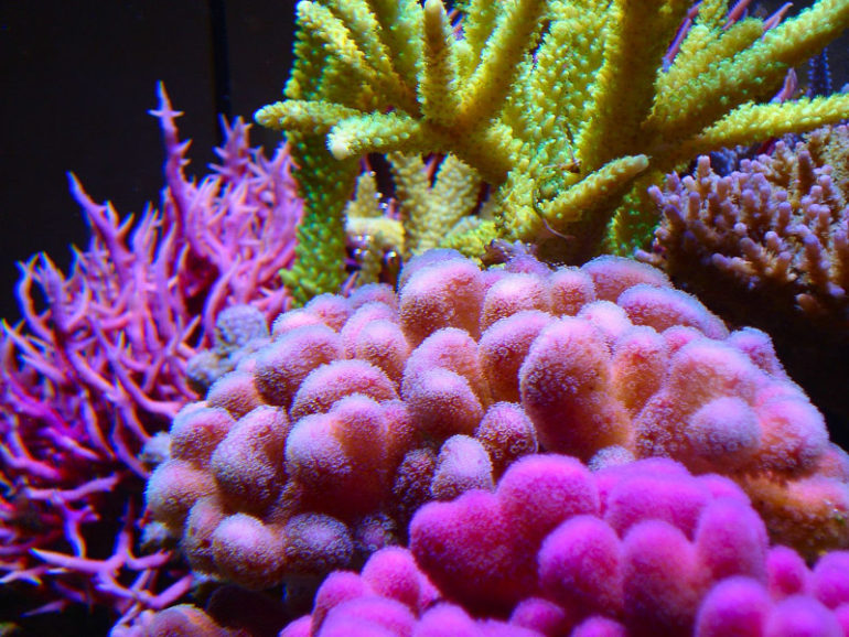 The Amazing Reef Tanks of Italy | Reef Builders | The Reef and ...