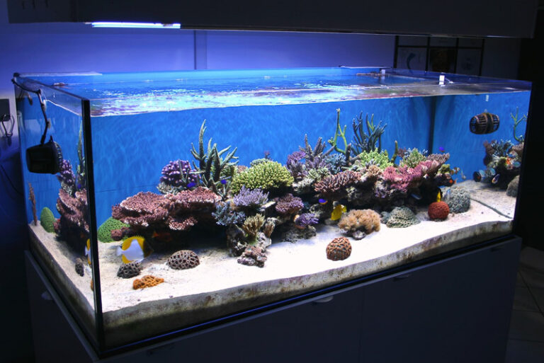 The Amazing Reef Tanks of Italy | Reef Builders | The Reef and ...