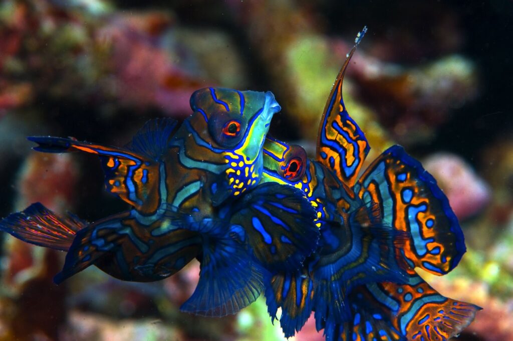 What to do with an aggressive fish | Reef Builders | The Reef and ...