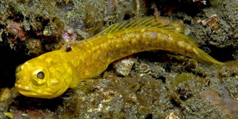 Opistognathus ensiferus, A New Species Of Jawfish From India | Reef ...