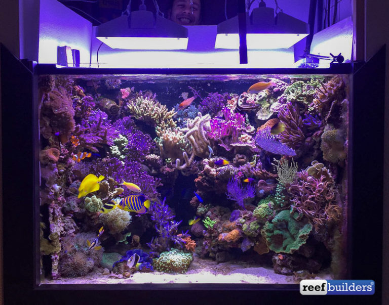Top 10 Takeaways of the SKY LED Light, a Pre-Release Review | Reef ...