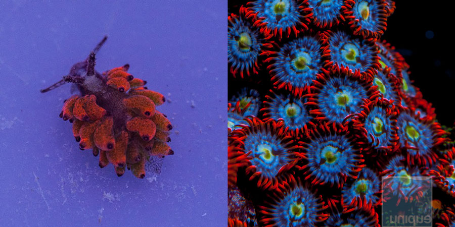 Red Zoanthid Nudibranch Are Beautiful, But Not In My Reef | Reef ...