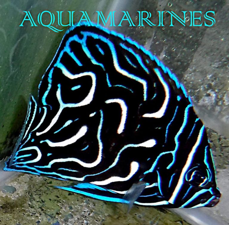 Juvenile Scribbled Koran Angelfish is a Hot Mess of Stripes | Reef ...
