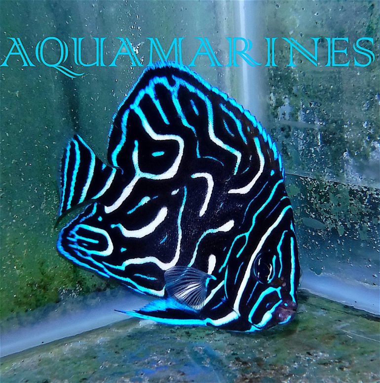 Juvenile Scribbled Koran Angelfish is a Hot Mess of Stripes | Reef ...