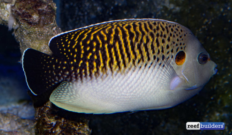 Tiger Angelfish Bred by Poma Labs for the First Time | Reef Builders ...