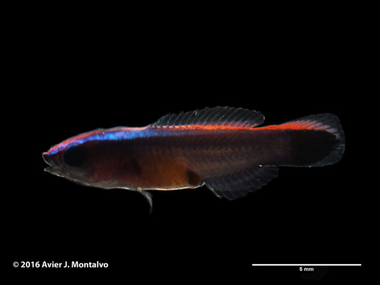 Why You Should Buy Captive Bred Fish | Reef Builders | The Reef and ...