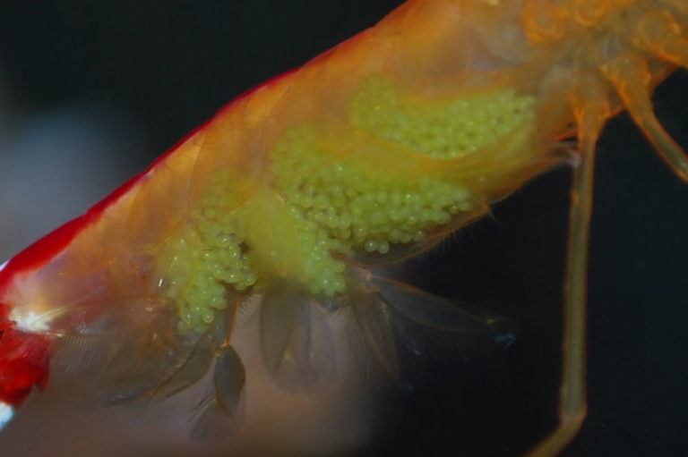 Invertebrate Spotlight: The Skunk Cleaner Shrimp | Reef Builders | The ...