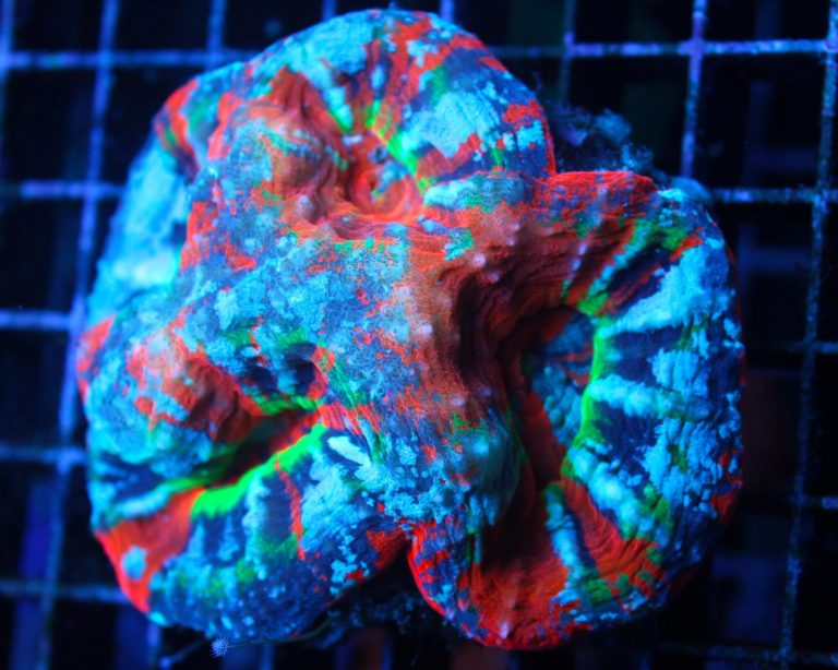Wild 4-Way Homophyllia coral is four times the Scoly | Reef Builders ...