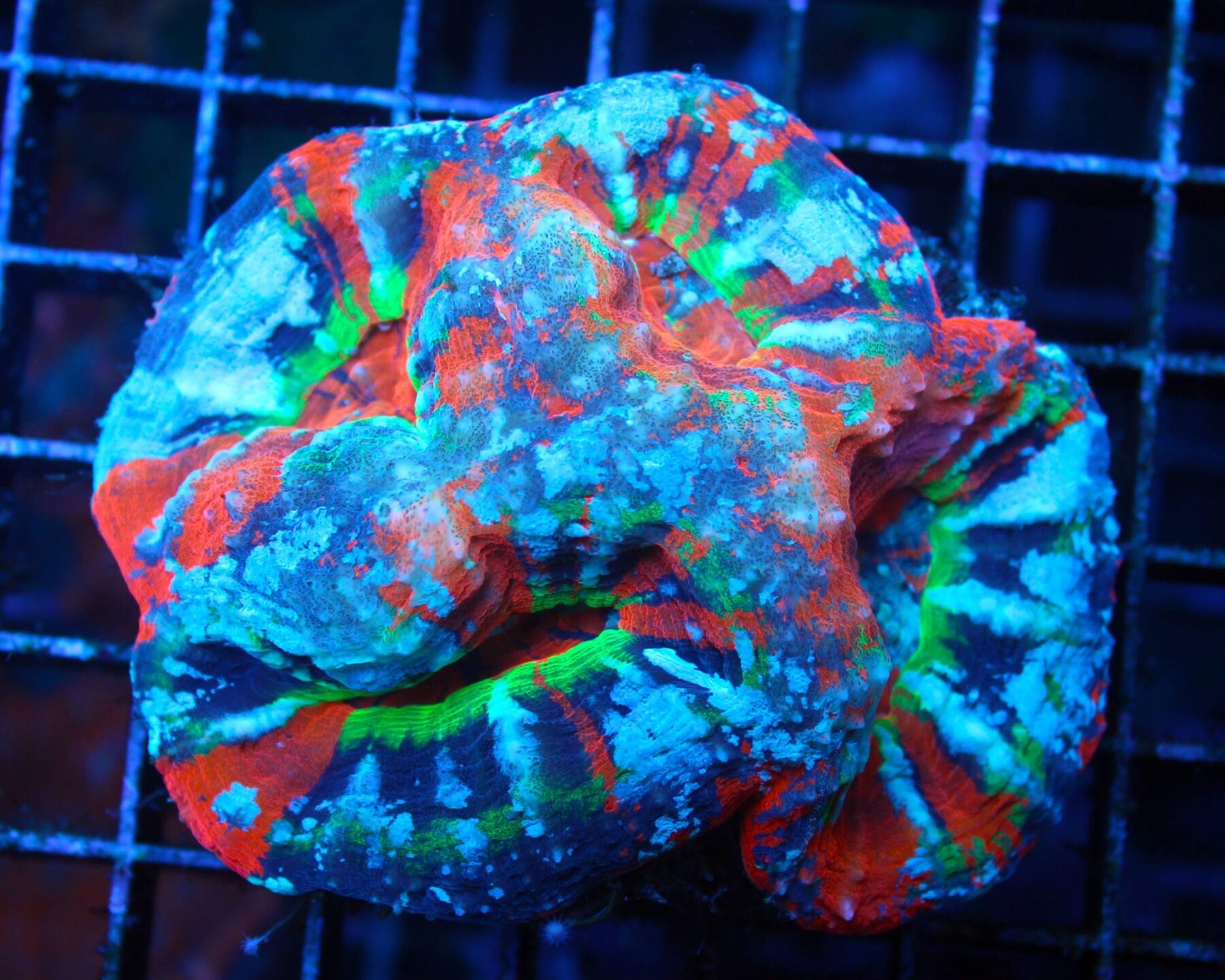 Wild 4-Way Homophyllia coral is four times the Scoly | Reef Builders ...
