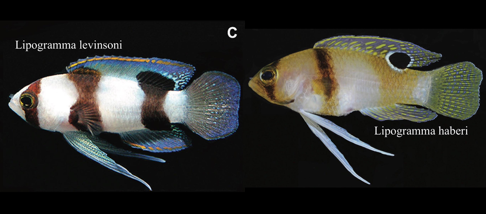 Lipogramma haberorum & L. levinsoni, two more new species of deepwater ...