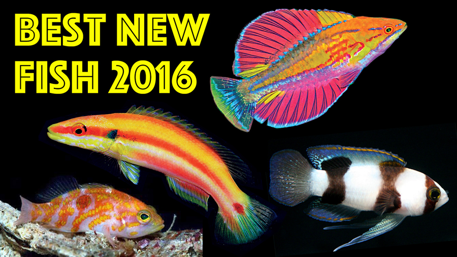 Best New Fish Species of 2016 | Reef Builders | The Reef and Saltwater ...
