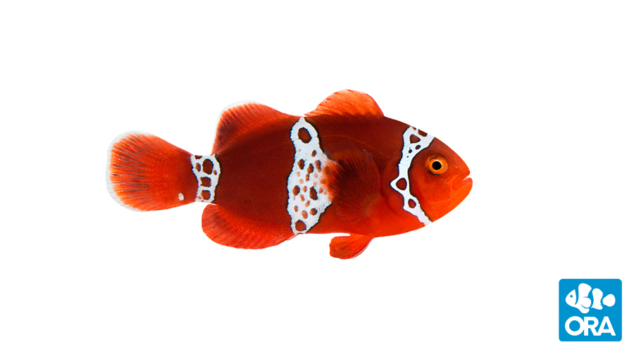 Lightning Maroon Clownfish now available from ORA | Reef Builders | The ...