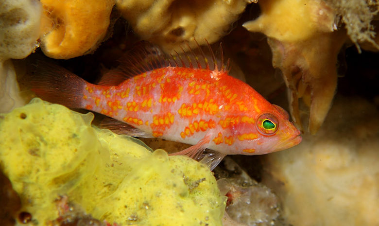 Plectranthias takasei, a gorgeous new species of basslet from Japan ...