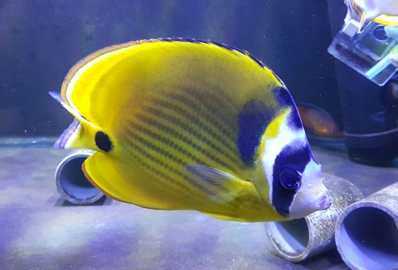 Wild Wiebeli X Raccoon Butterflyfish Hybrid! | Reef Builders | The Reef ...