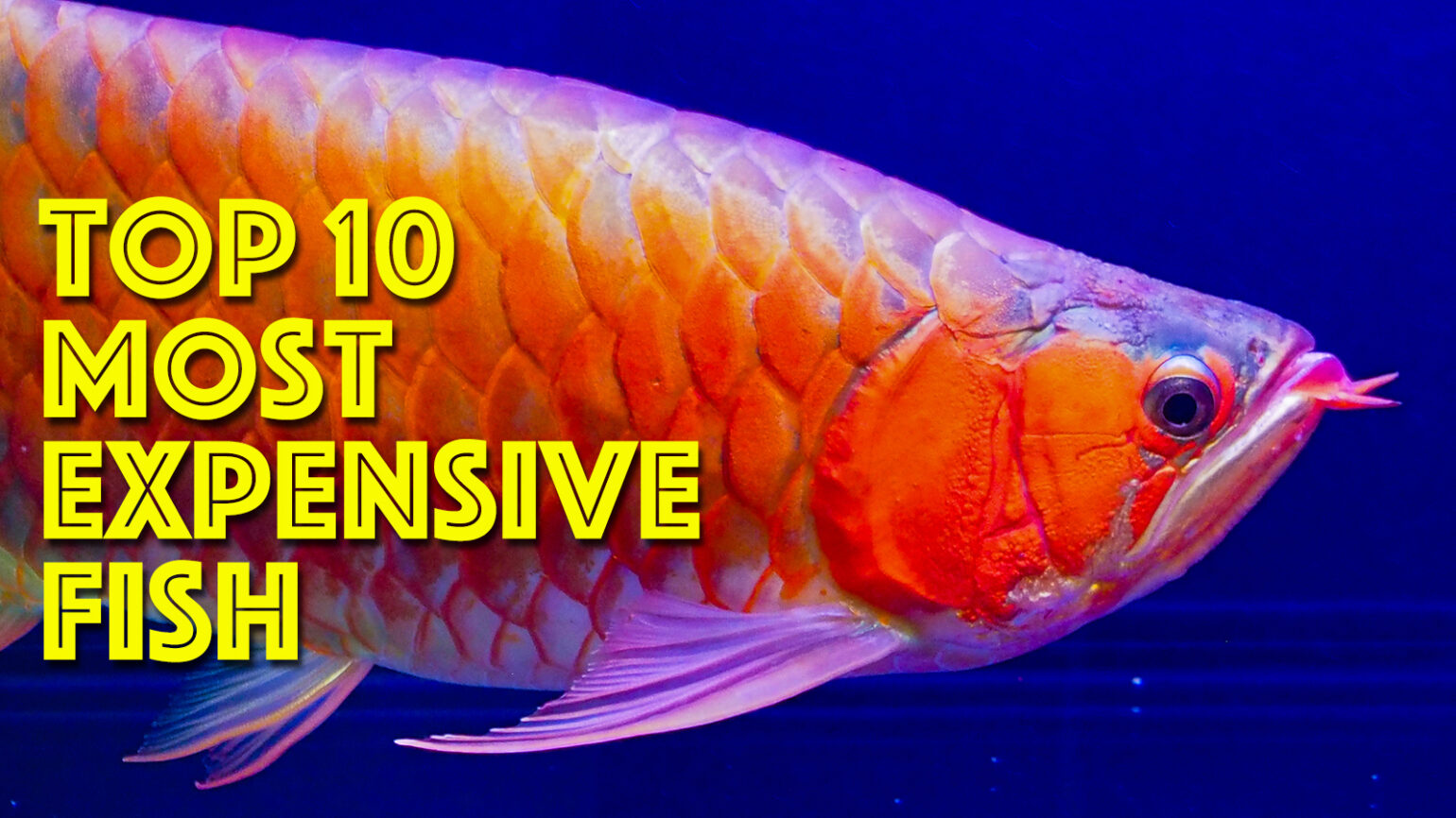 Top 10 Most Expensive Aquarium Fish (Video) | Reef Builders | The Reef ...