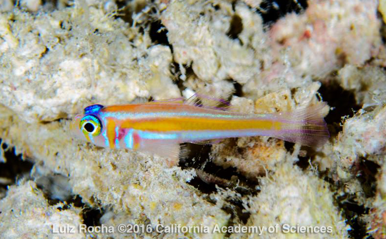 Crazy little Trimma species photographed in the Abyss of Palau | Reef ...