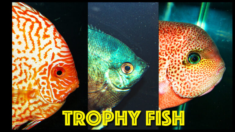 Trophy Aquarium Fish From The Aquatic Experience | Reef Builders | The ...