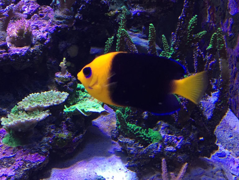 The High Cost of the Reef Aquarium Hobby | Reef Builders | The Reef and ...