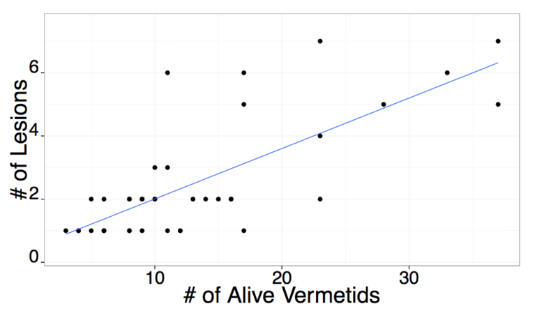 Vermetid ‘Tubeworms’ Are Bad for Aquariums, AND Coral Reefs | Reef ...