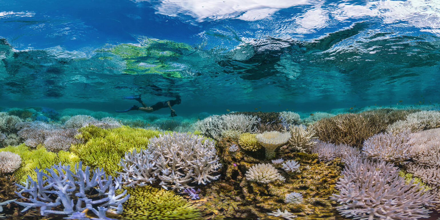 Chasing Coral is A Much Overdue Documentary on the Plight of Coral ...