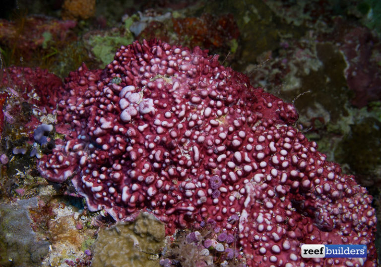 Coralline Algae, What Is It And How To Grow It | Reef Builders | The ...