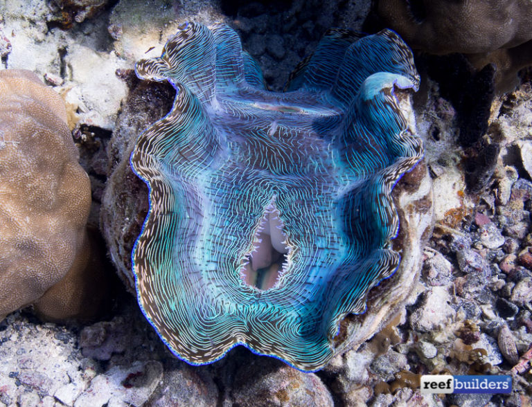 Visiting the Original Giant Clam Farm in Palau | Reef Builders | The ...