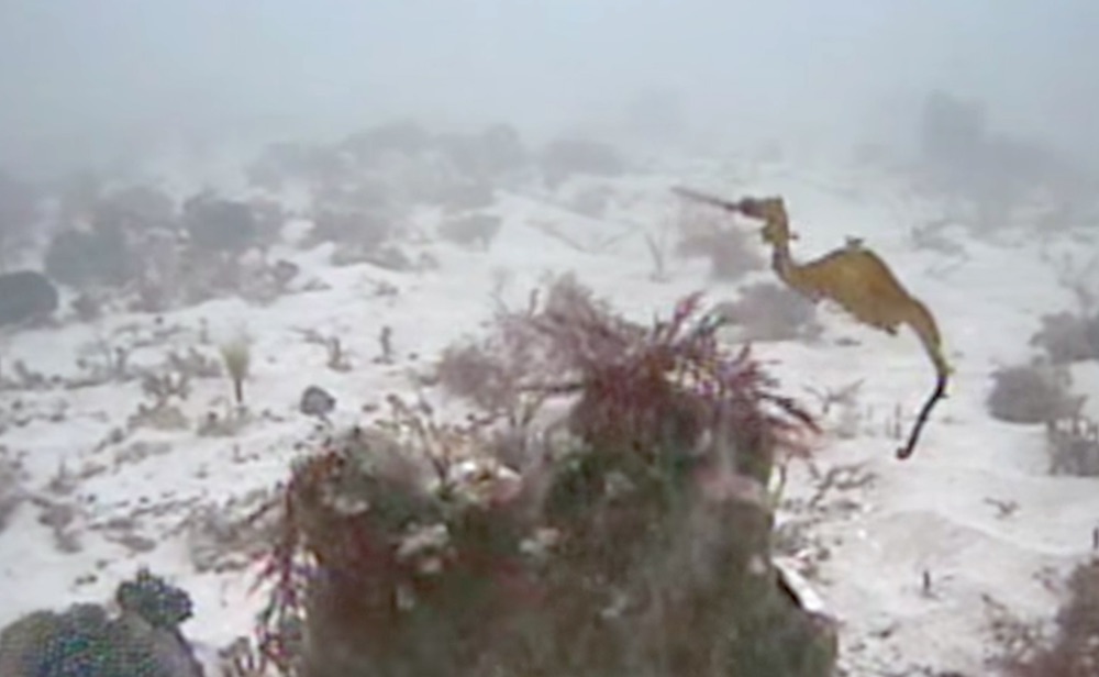 Researchers Capture First Glimpse of Ruby Seadragons in the Wild | Reef ...