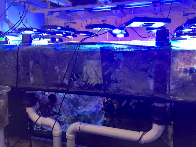 The Modern Reef Aquarium Fish Room | Reef Builders | The Reef and ...