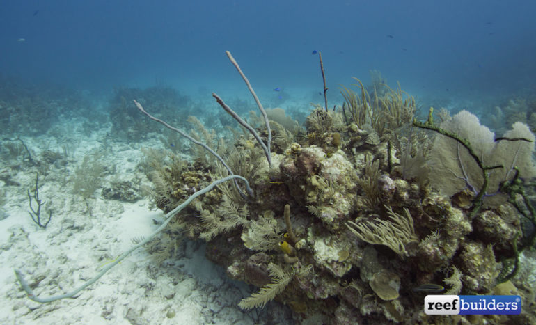 Exploring Coral Reefs In Grand Cayman | Reef Builders | The Reef and ...