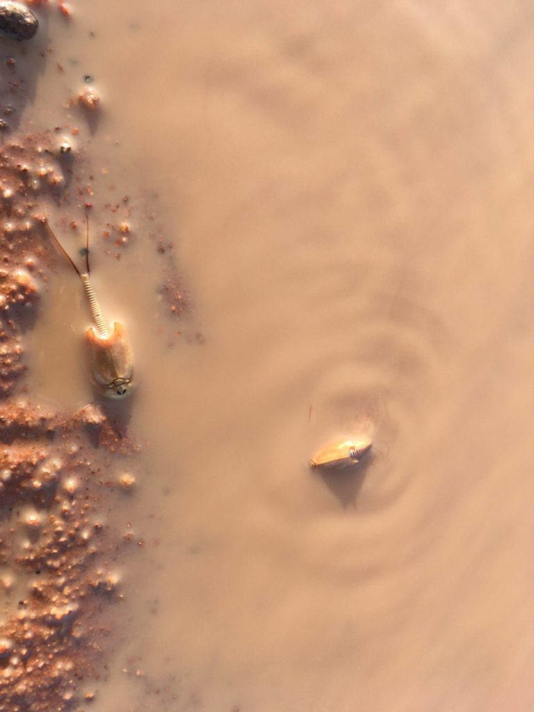 Meet The Desert Dwelling Australian Shield Shrimp | Reef Builders | The ...