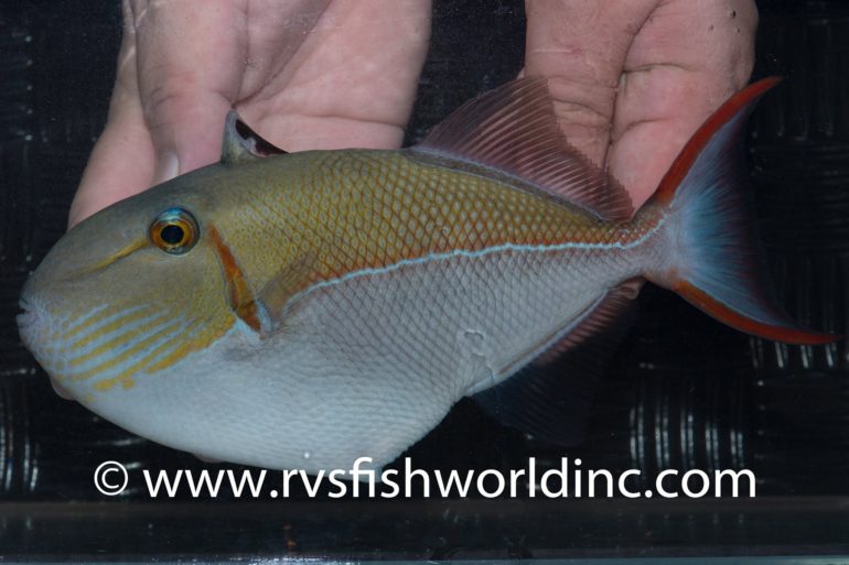 First Look At The Huge Juveniles of Goldenback Triggerfish | Reef ...