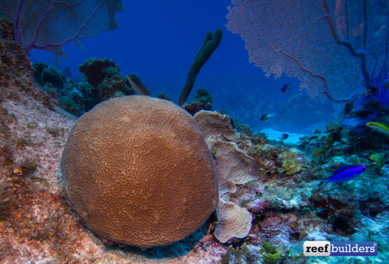 Exploring Coral Reefs In Grand Cayman | Reef Builders | The Reef and ...