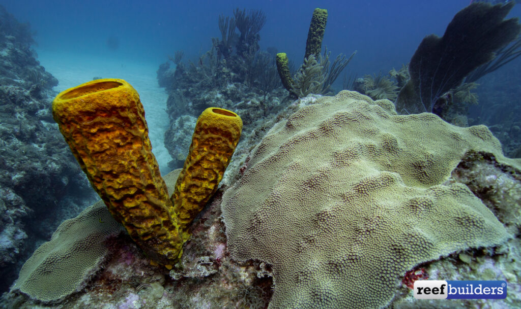 Exploring Coral Reefs In Grand Cayman | Reef Builders | The Reef and ...