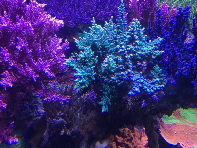 Using Trace Elements In Saltwater Aquariums | Reef Builders | The Reef ...
