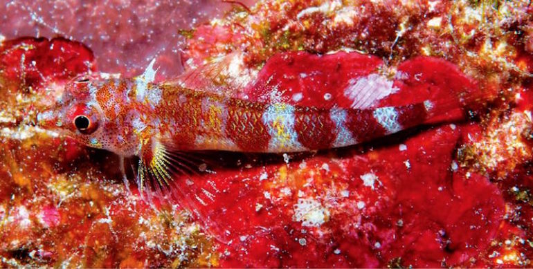 Enneapterygius niue, a Colorful New Species of Triplefin from the ...