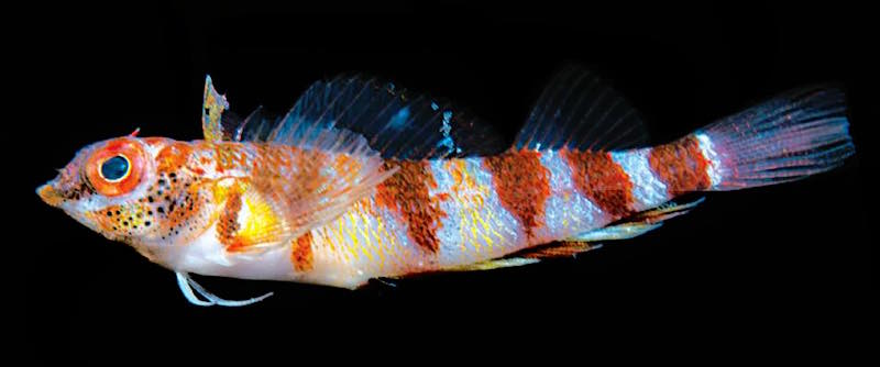 Enneapterygius niue, a Colorful New Species of Triplefin from the ...