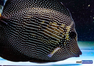 Tag: gem tang | Reef Builders | The Reef and Saltwater Aquarium Blog