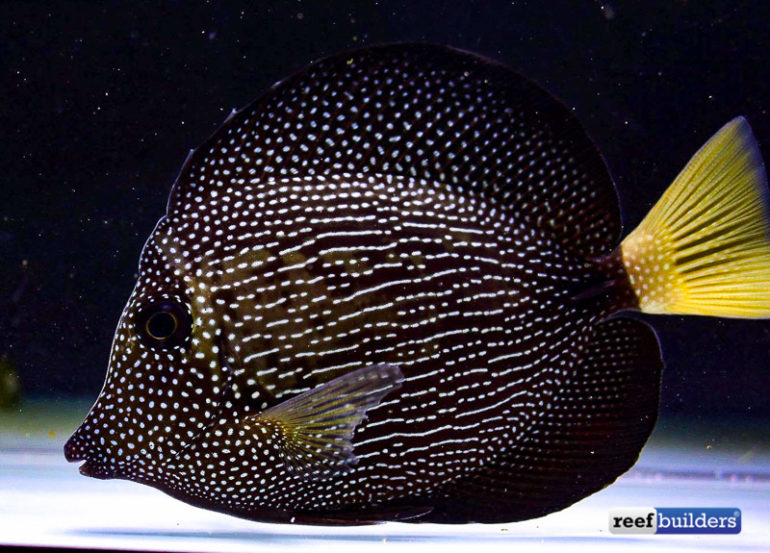Lined Gem Tang Is Truly One Of A Kind! | Reef Builders | The Reef and ...
