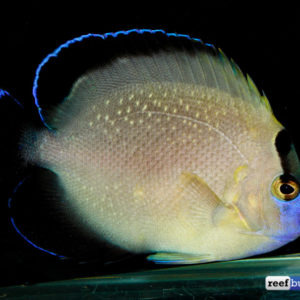 Apolemichthys guezei, the ‘Bigfoot’ of Rare Fish Photographed in ...