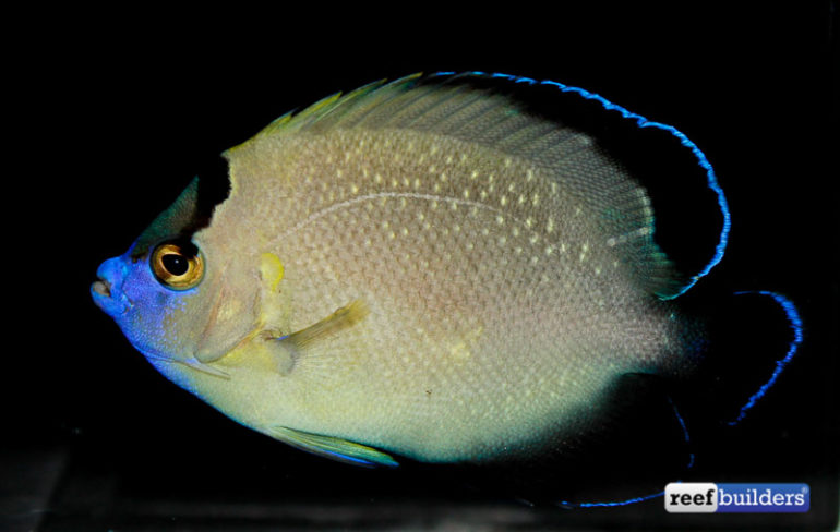 Bali Aquarich Goldflake Angelfish Hybrid is Something Special | Reef ...